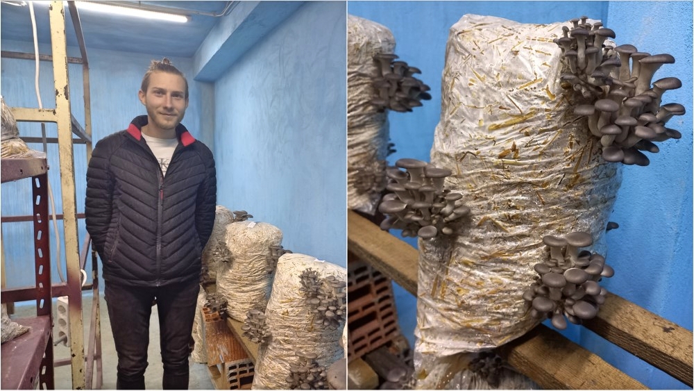 Ivan Bertić (26) iz Starog Graca na svom OPG-u uzgaja gljive: Kvalitetu ...
